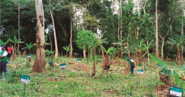 Dossier/Agriculture durable et agroforesterie en Côte d’Ivoire : A la découverte de l’ambitieux ...